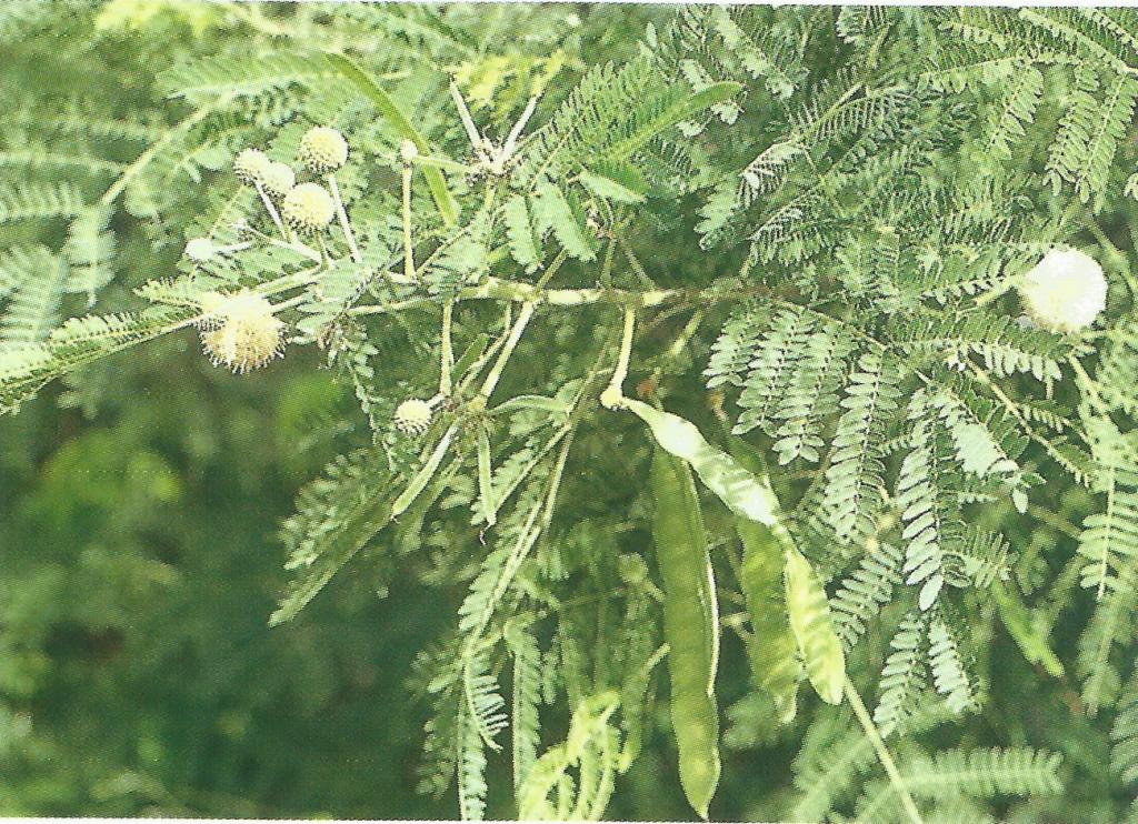 : สารานุกรมวัฒนธรรมไทย | Thailand Cultural Encyclopedia